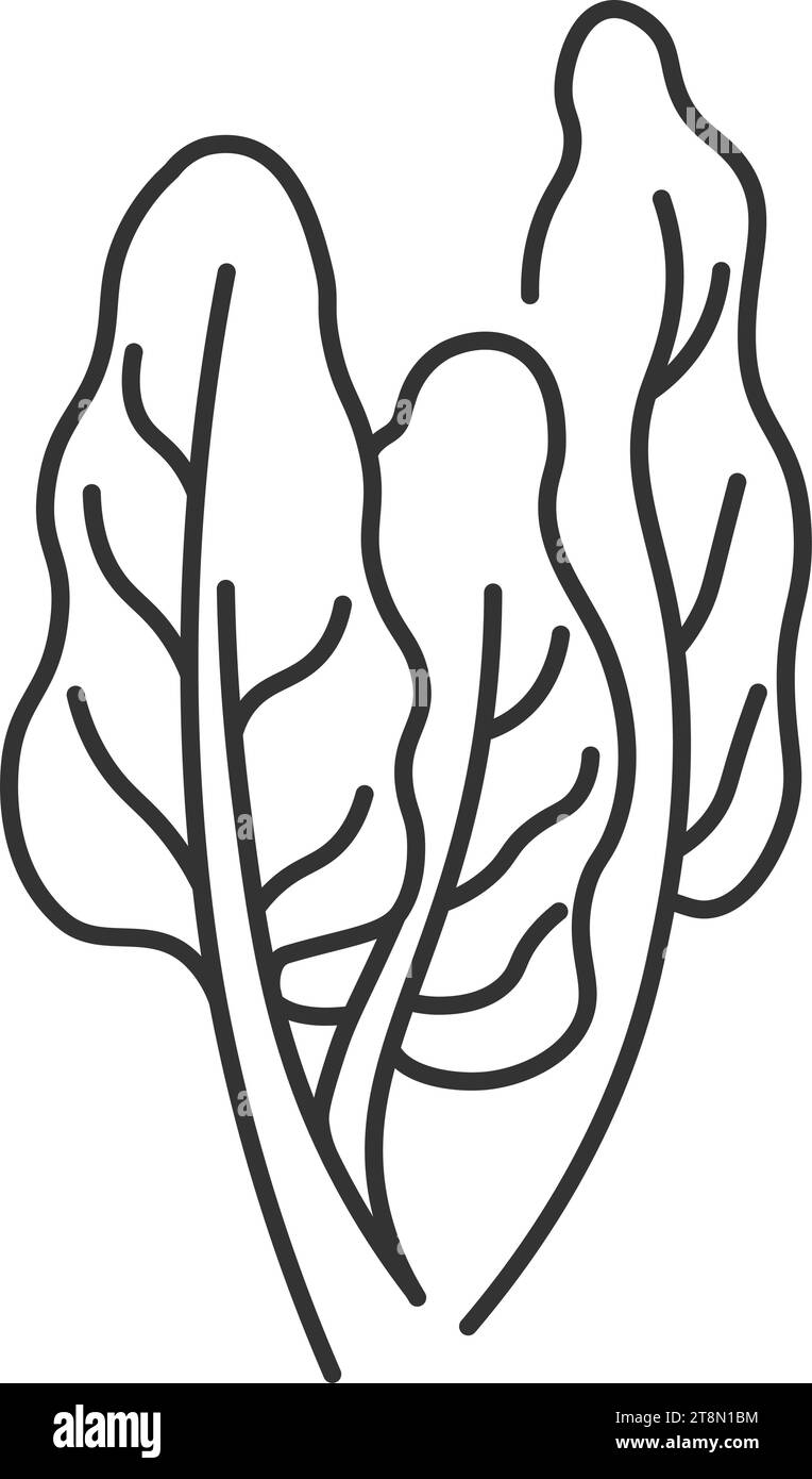 Drawing of spinach, leaves and stems ingredient Stock Vector Image ...