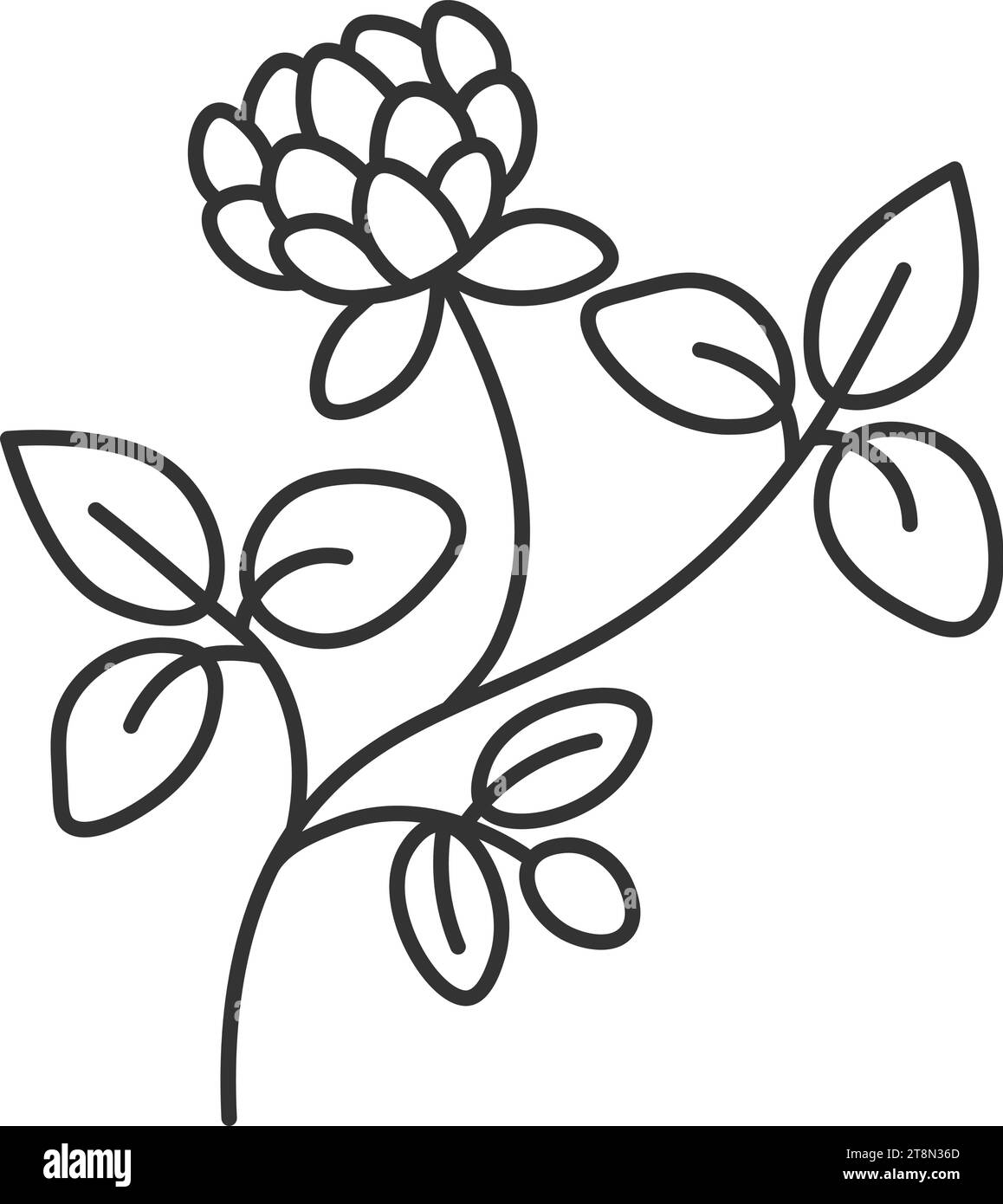 Flourishing and bud drawing of Stock Vector Images - Alamy