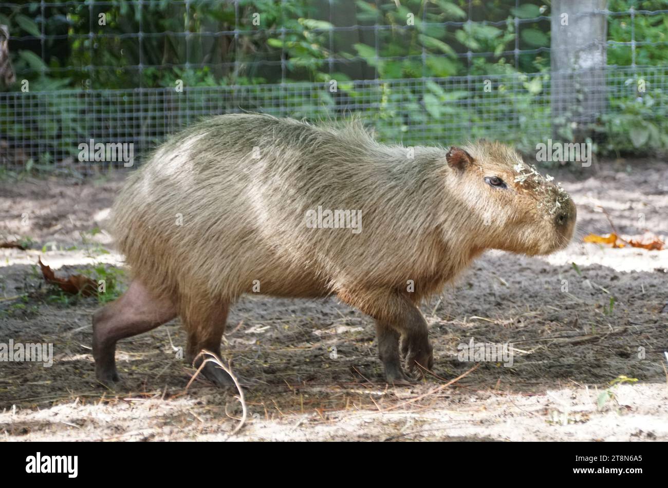 Close up of a capybara walking on the ground Stock Photo - Alamy
