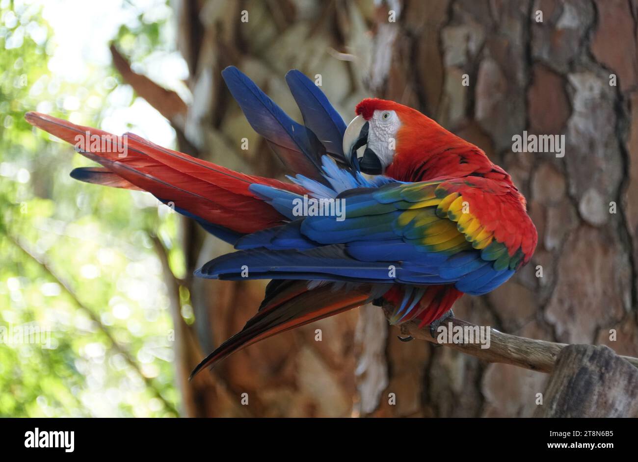 A beautiful rainbow Macau parrot cleaning its feathers Stock Photo - Alamy