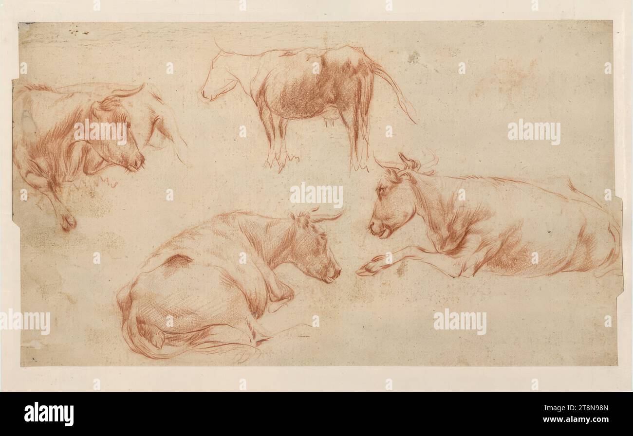 Four cow studies, drawing, red chalk, 18.2 x 30.7 cm Stock Photo - Alamy