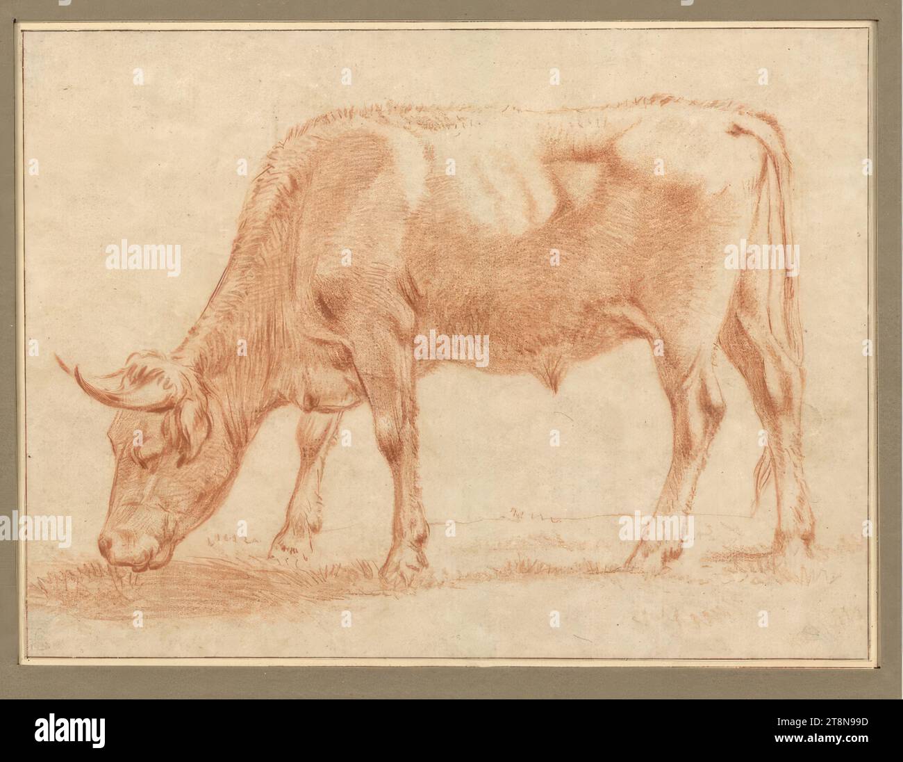 Grazing cow, drawing, red chalk, 17.4 x 23.4 cm, l.l. Duke Albert of ...