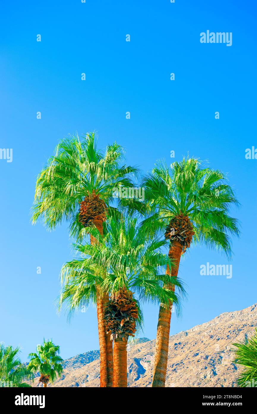 Southern california desert palm hi-res stock photography and images - Alamy