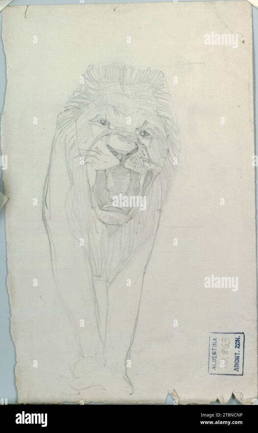 Study of a lion, Alfred Castelliz (Celje 1870 - 1940 Vienna), drawing ...