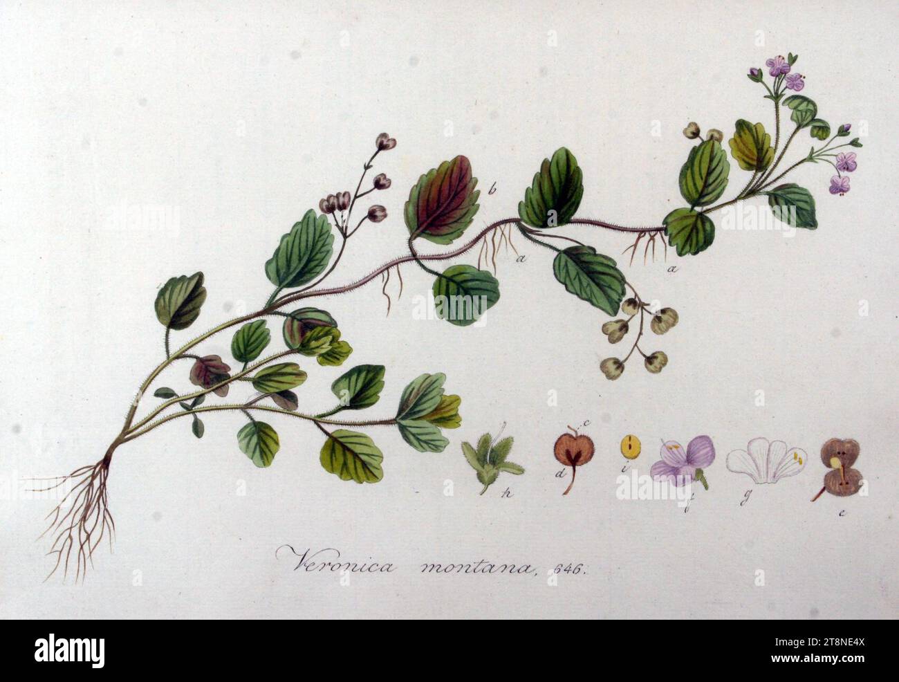 Veronica montana — Flora Batava — Volume v9 Stock Photo - Alamy