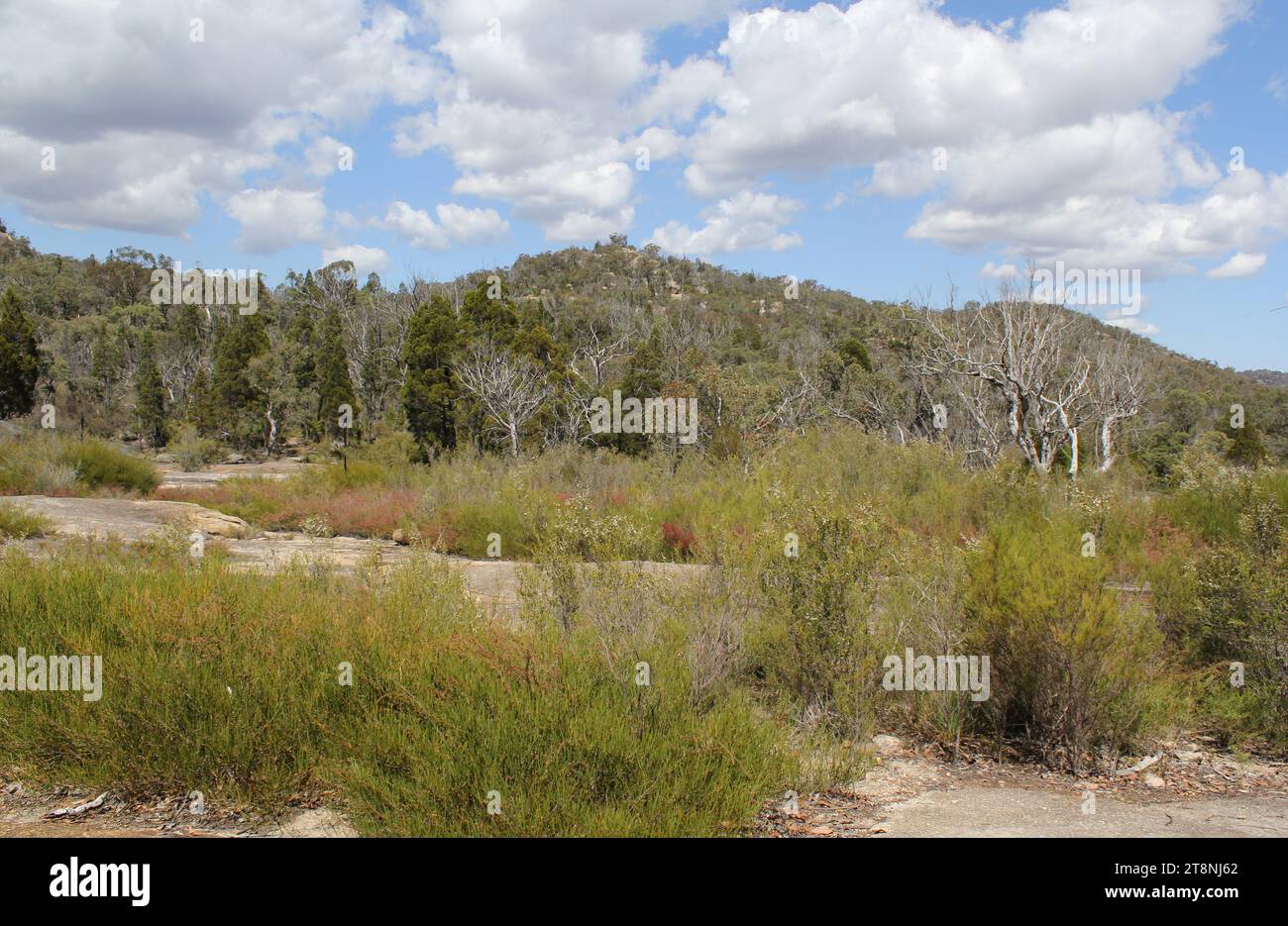 Landscape view of grass, trees and a mountain at Girraween National ...