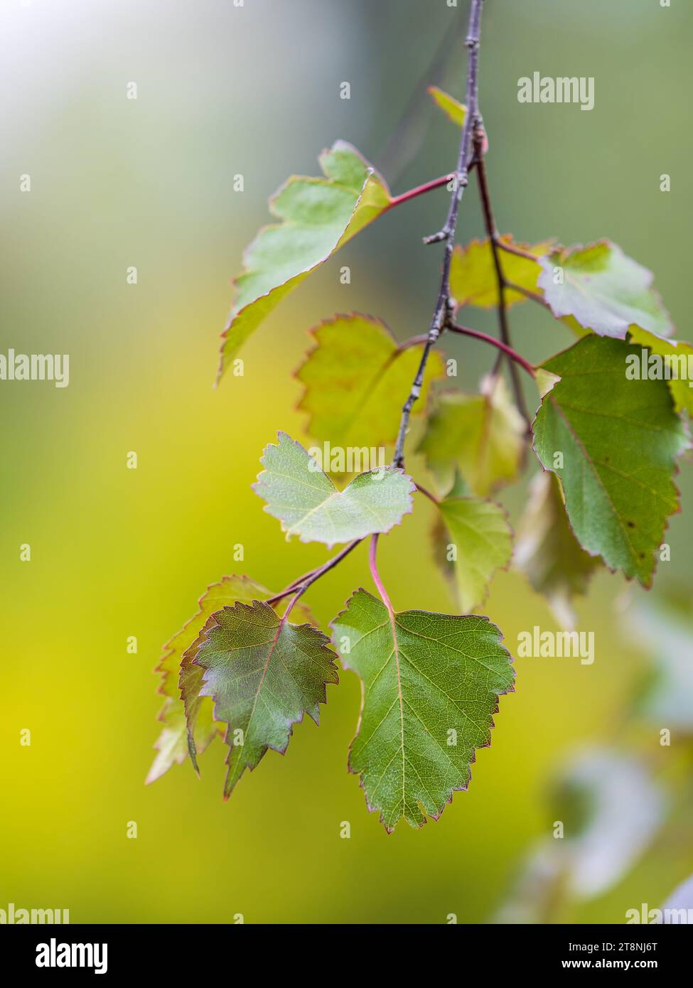 Branch of birch tree, Betula pendula, silver birch, warty birch ...