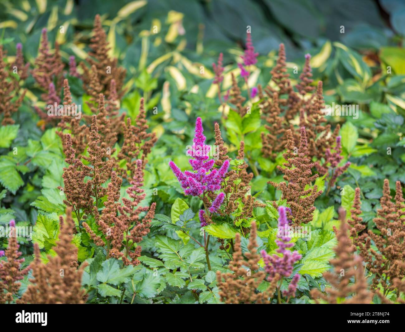 Chinese astilbe, Astilbe chinensis pumila, pink flowers in garden. It ...