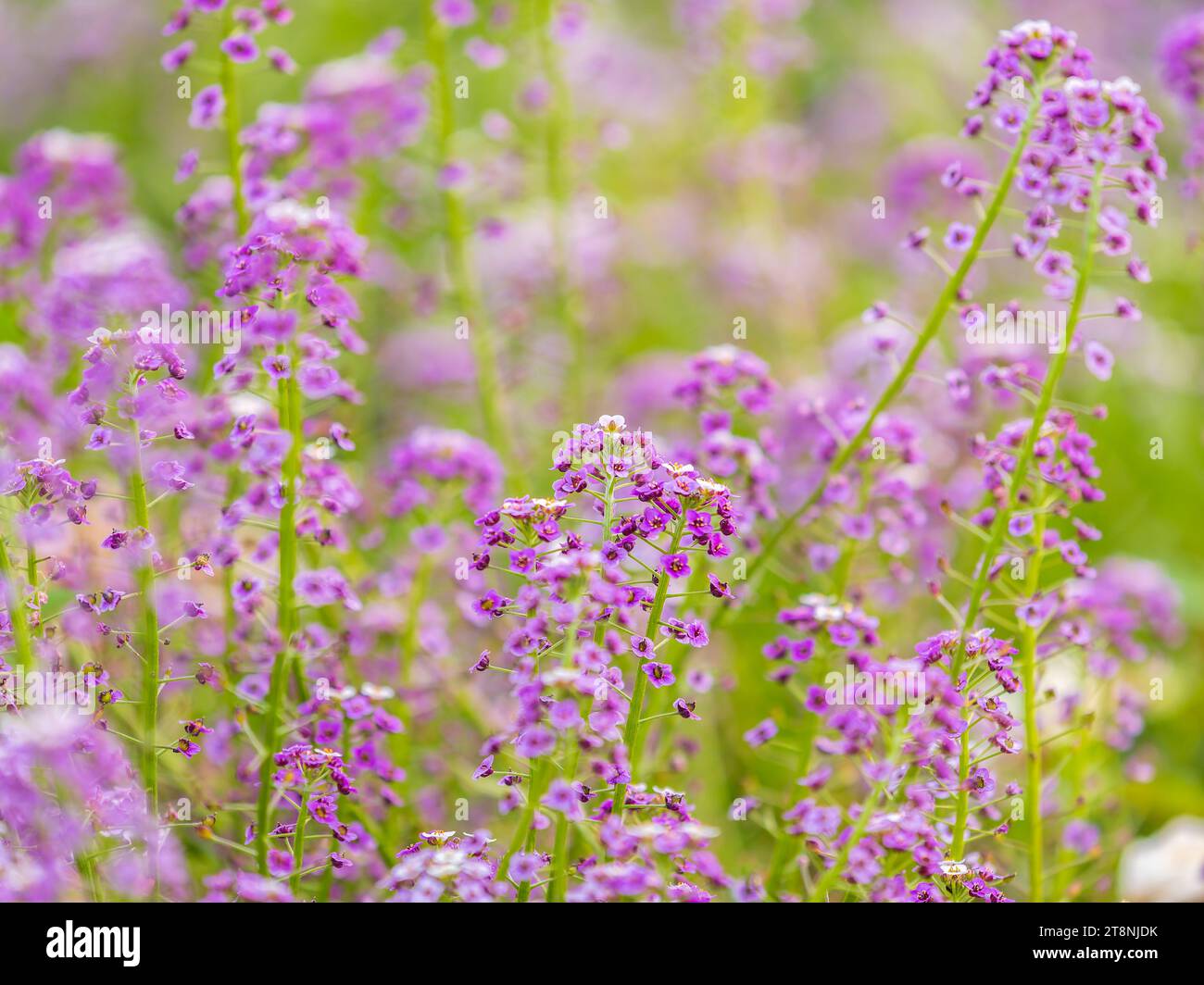 Verbena bonariensis flowers, Argentinian Vervain or Purpletop Vervain ...