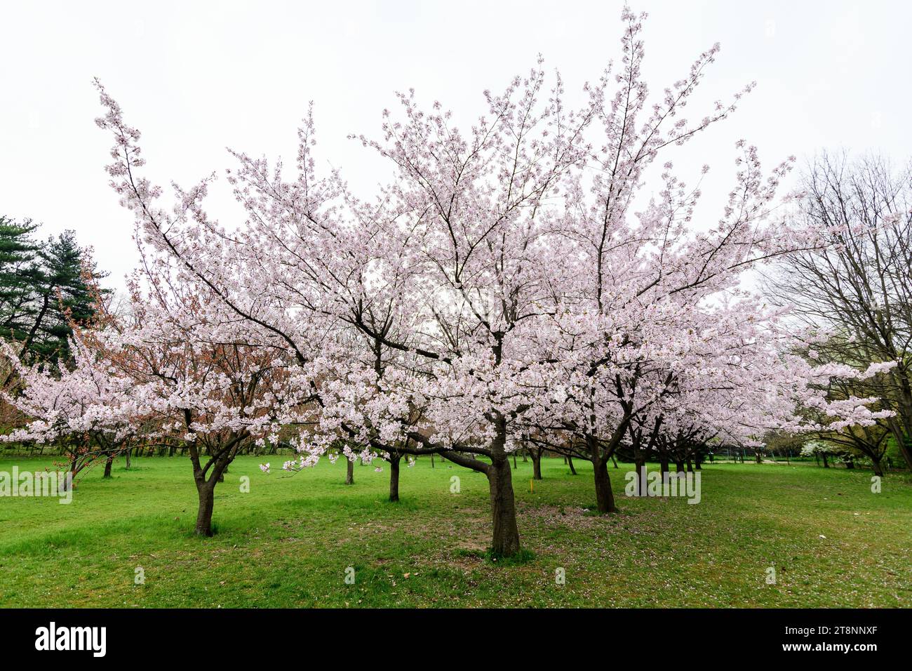 Large cherry trees with many white flowers in full bloom in the ...