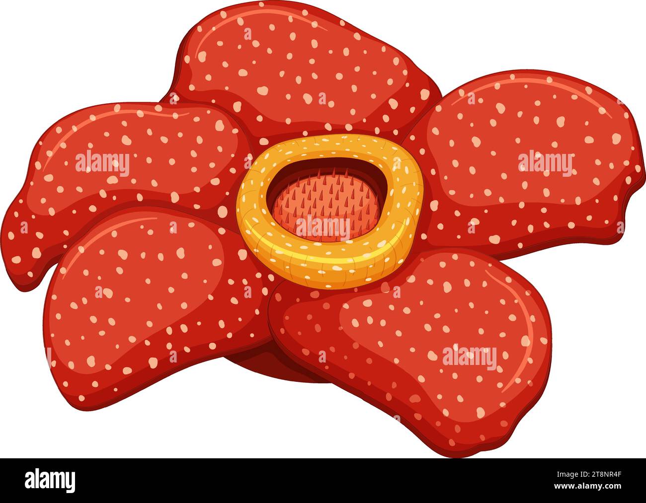 Colorful vector cartoon of an isolated Rafflesia flower Stock Vector ...