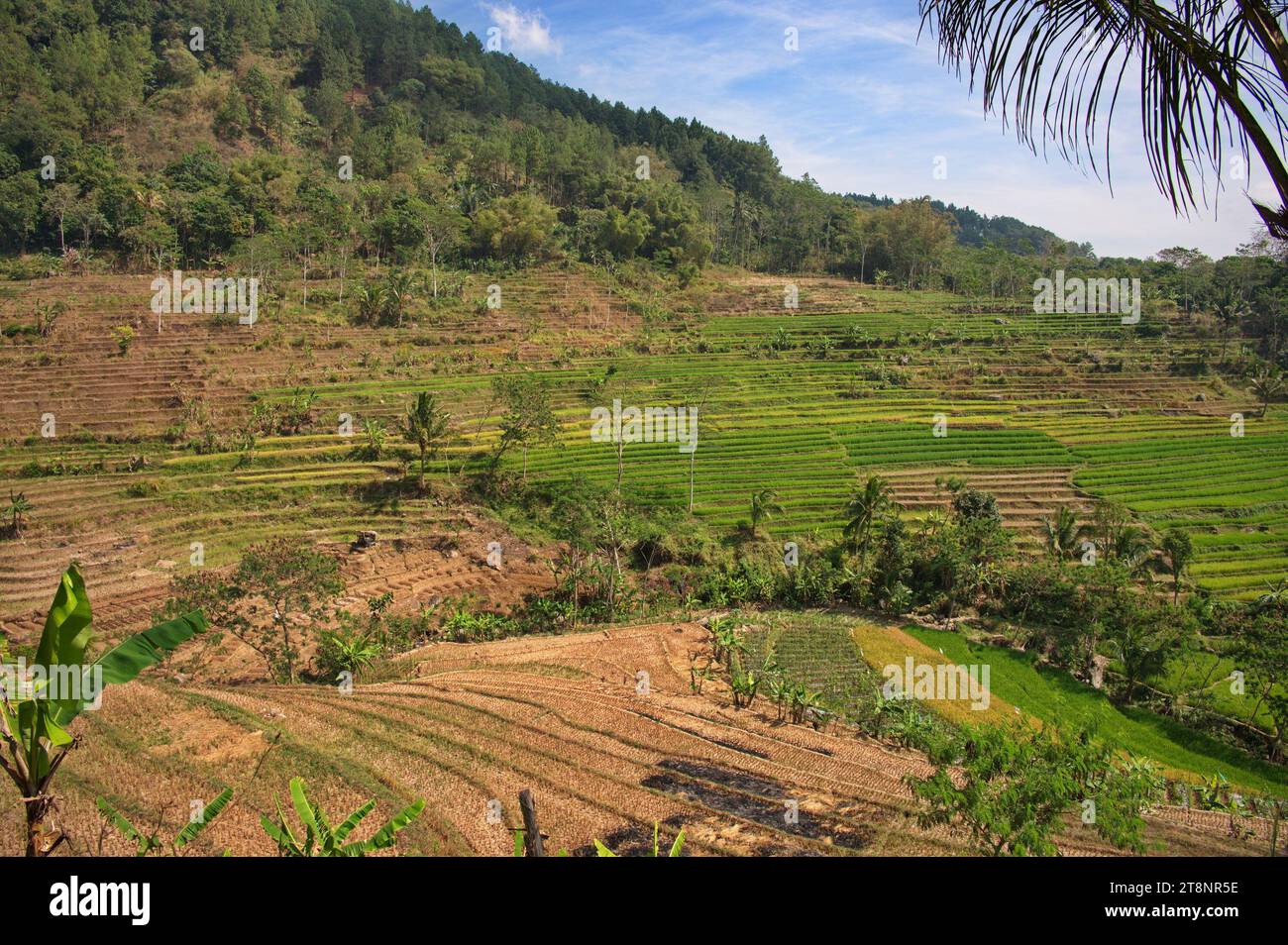 Scenic view of beautiful rice fields in Indonesia Stock Photo - Alamy