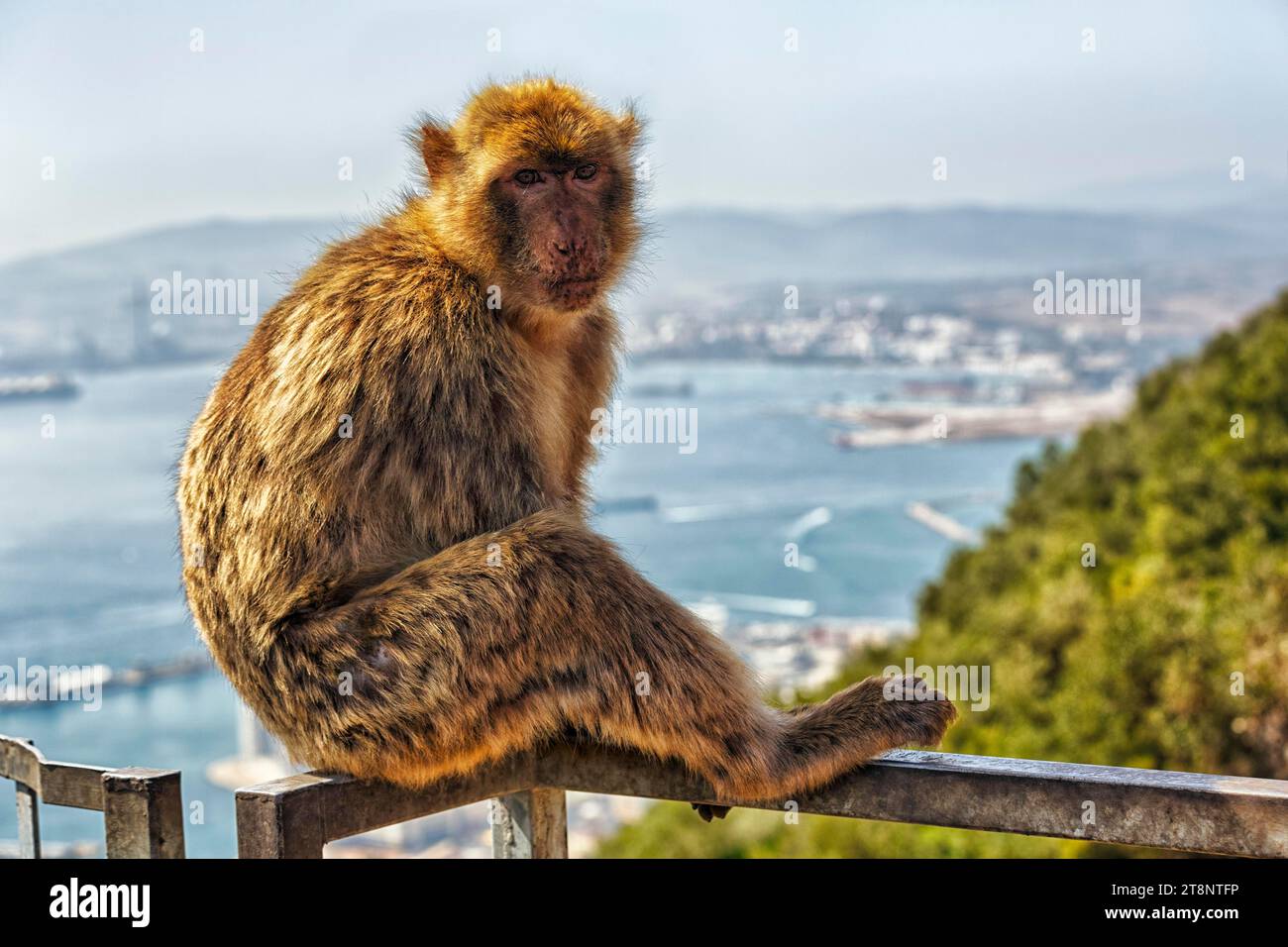 Barbary macaque (Macaca sylvanus), Magot sitting on railing, viewing ...