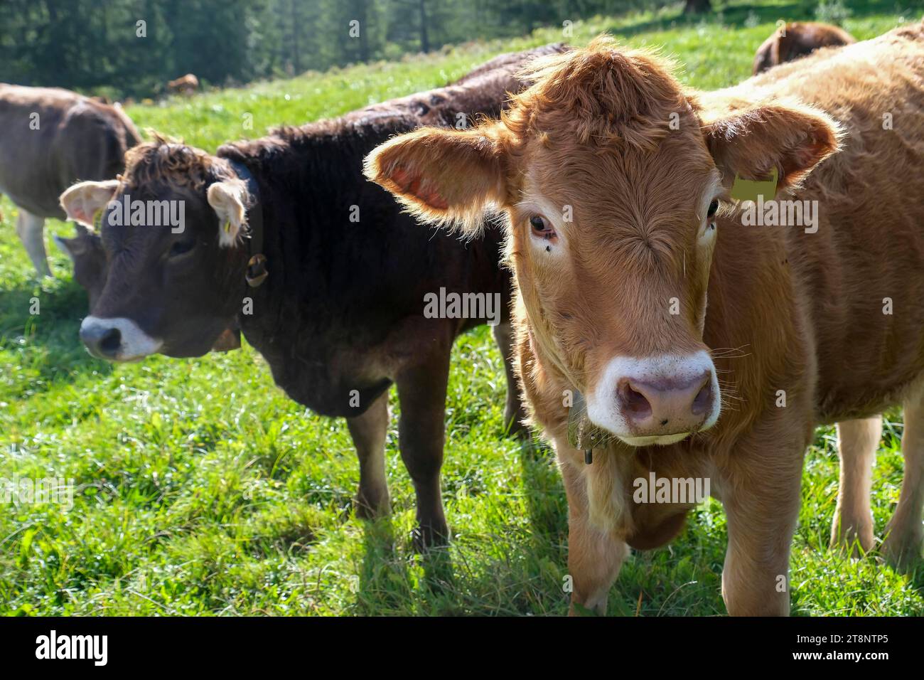 Murnau-Werdenfelser-Rind, Garmisch-Partenkirchen, Werdenfelser Land ...