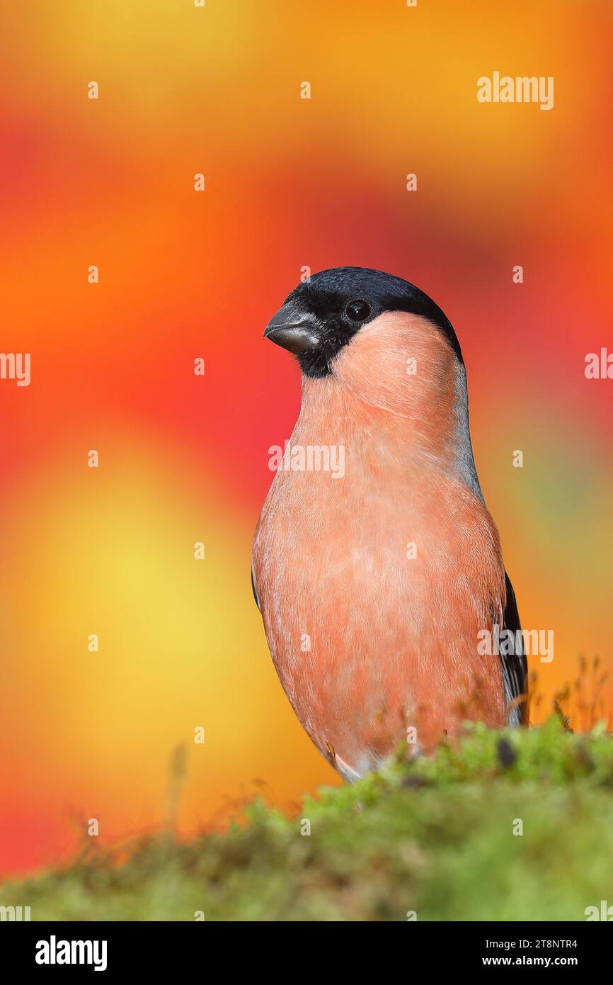Indian finches hi-res stock photography and images - Alamy