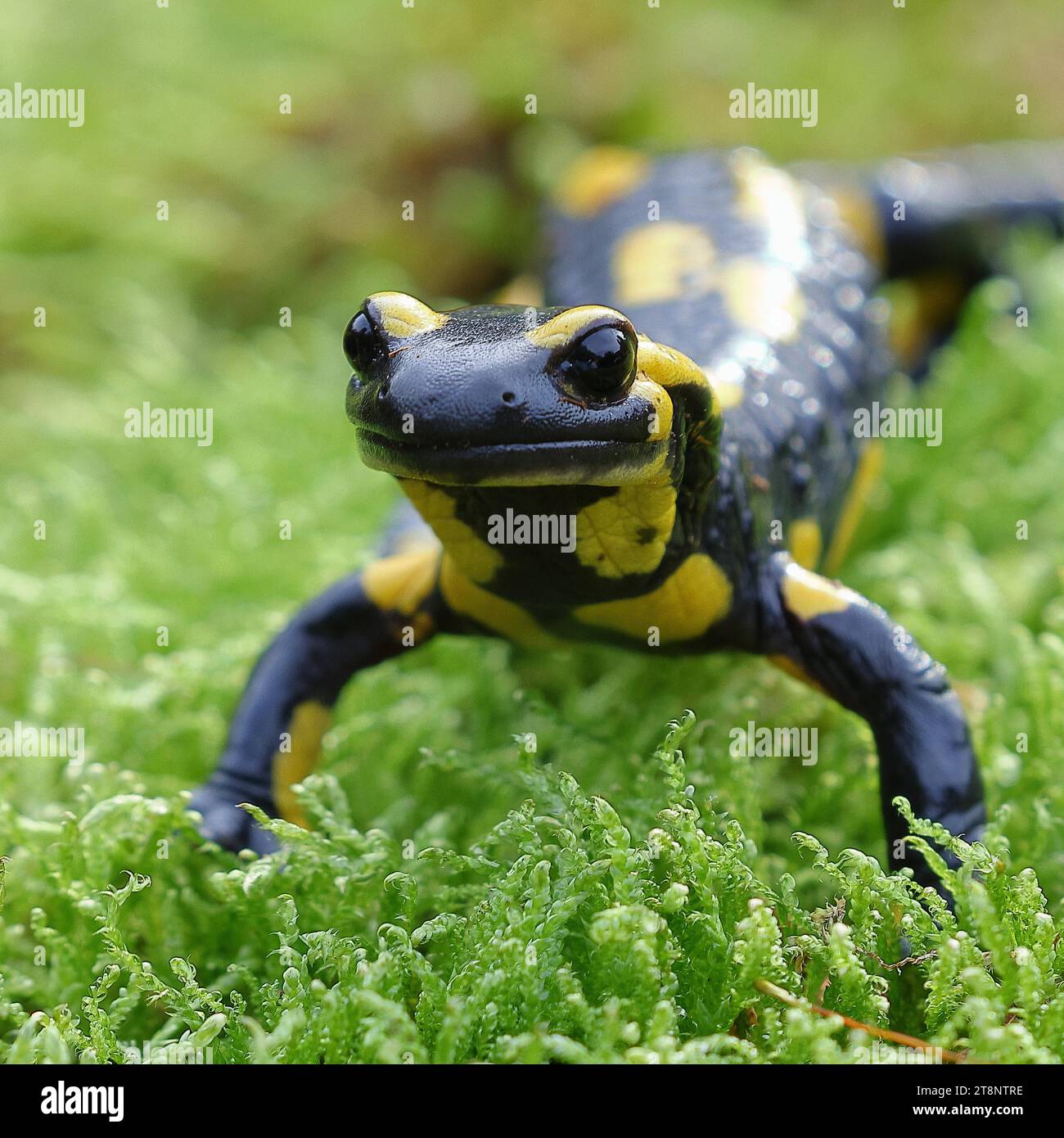 Fire salamander (Salamandra salamandra), running over moss, animal ...