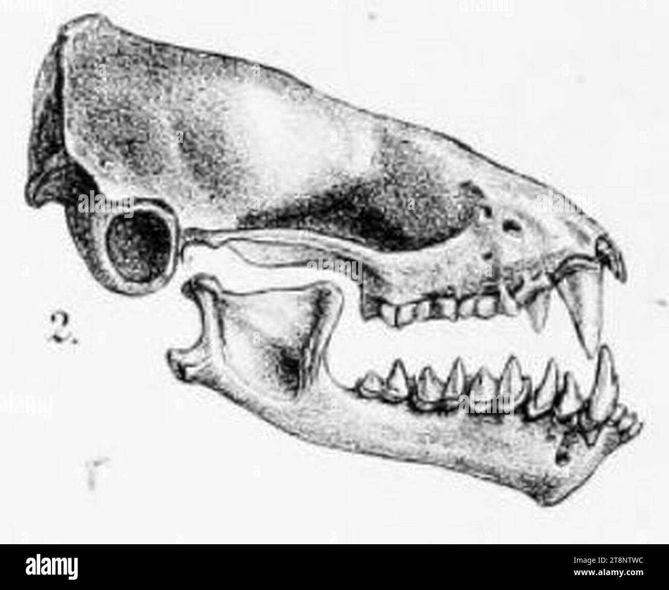 Vespertilio sinensis hi-res stock photography and images - Alamy