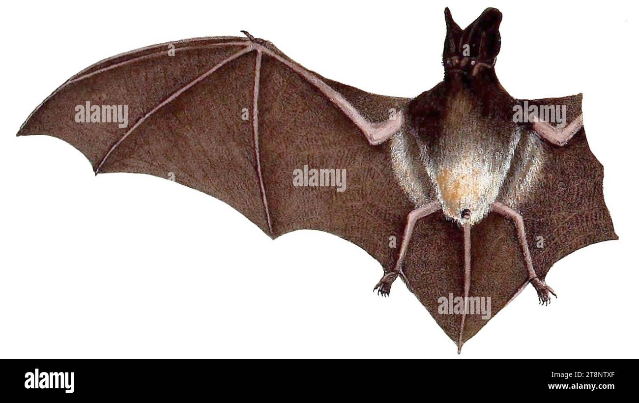 Vespertilio Cut Out Stock Images & Pictures - Alamy