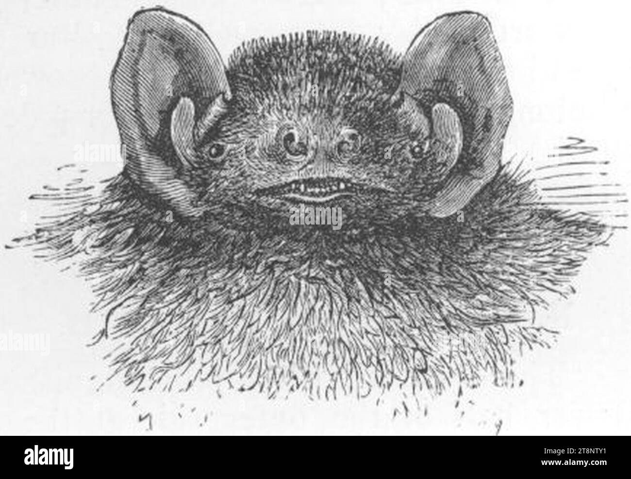 Vesperugo noctula hi-res stock photography and images - Alamy