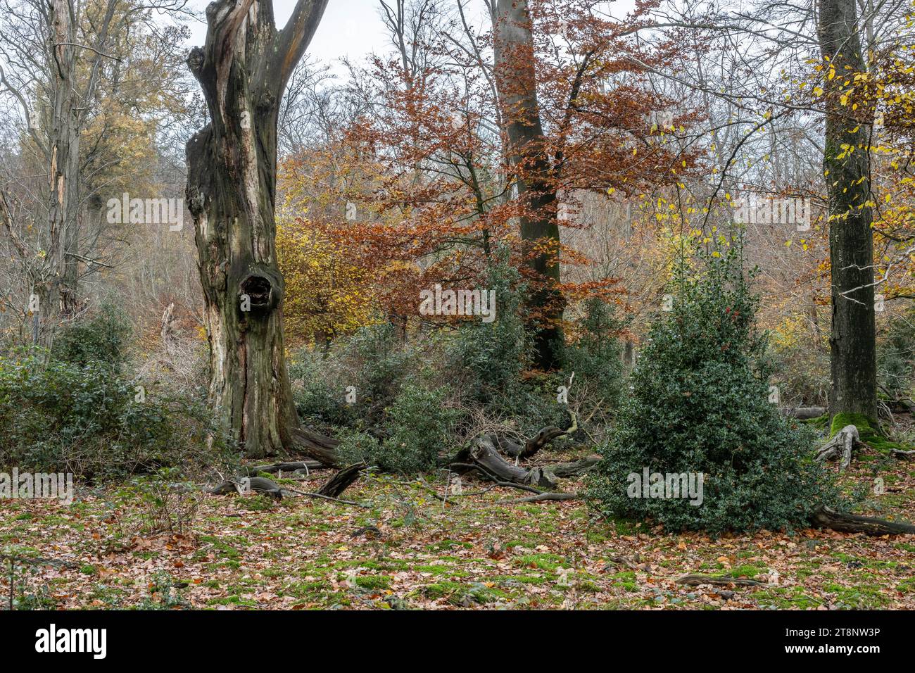 Hutewald forest in autumn, Grefschaft Bentheim, Lower Saxony, Germany ...