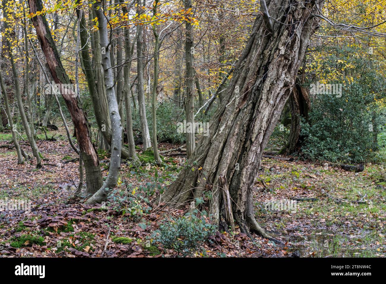 Hutewald forest in autumn, Grefschaft Bentheim, Lower Saxony, Germany ...