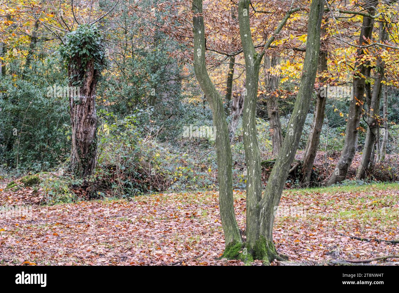 Hutewald forest in autumn, Grefschaft Bentheim, Lower Saxony, Germany ...
