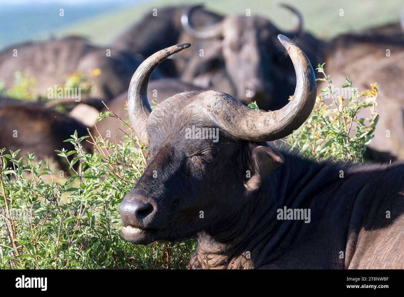 Cape buffalo, also known as black buffalo, African buffalo (Syncerus ...