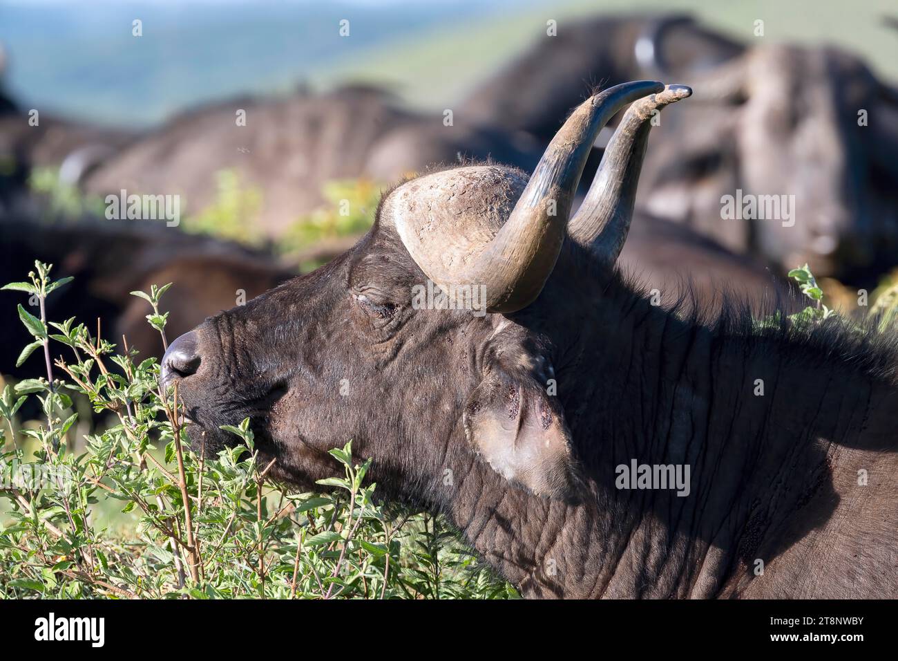 Cape buffalo, also known as black buffalo, African buffalo (Syncerus ...