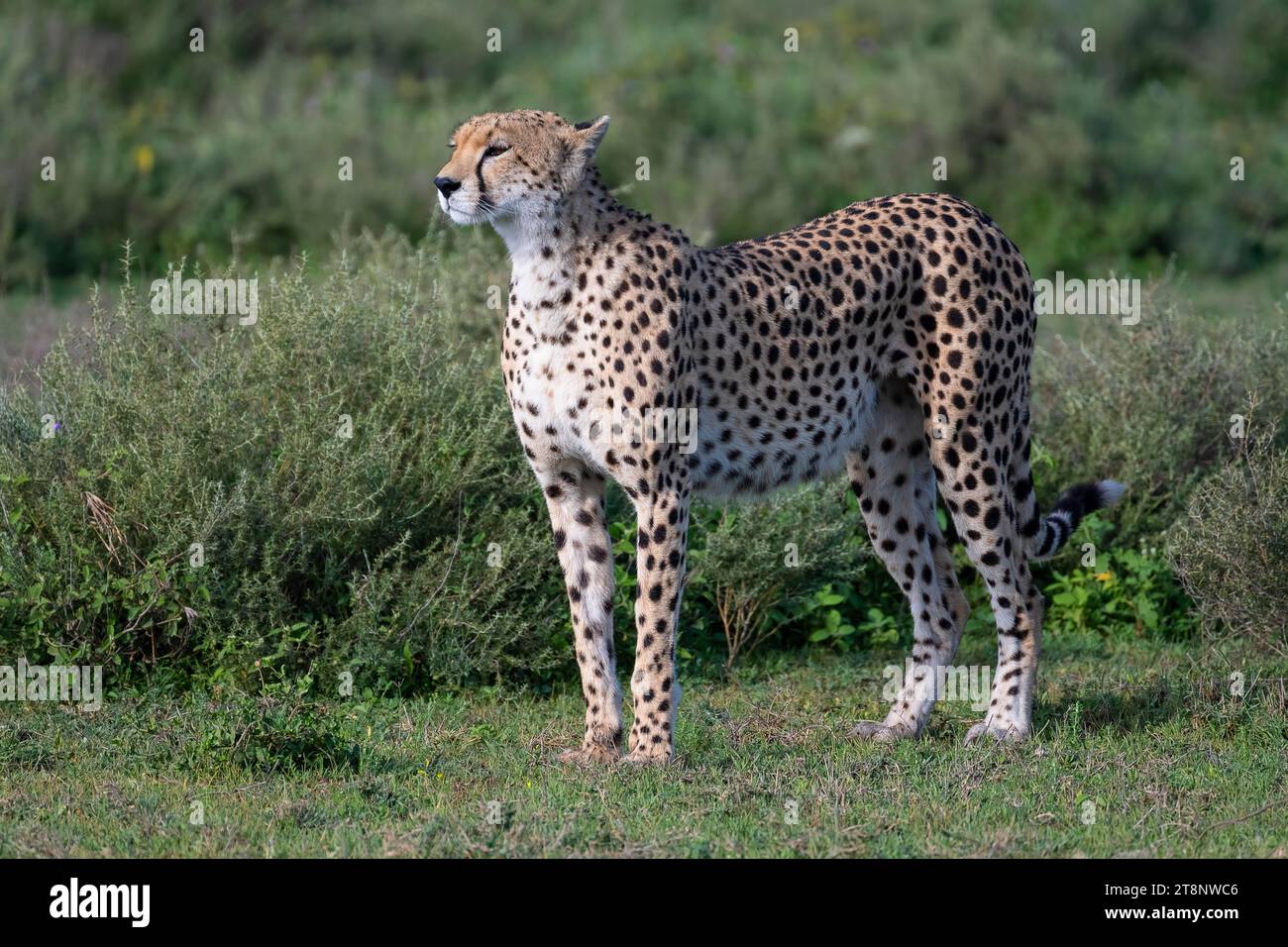 Cheetah (Acinonyx jubatus), cheetah, proud pose, Ndutu Conservation ...