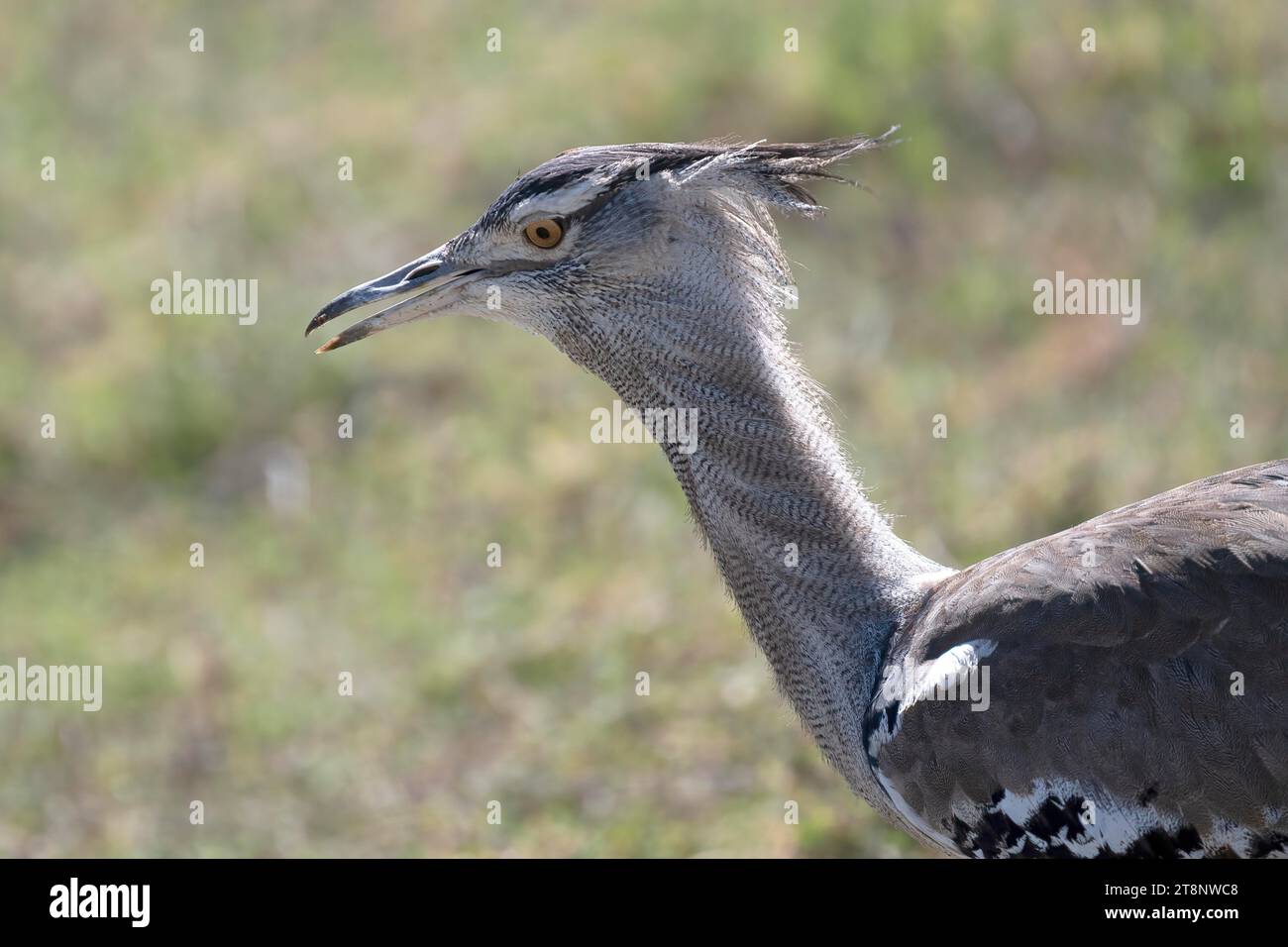 Kori bustard (Ardeotis kori), animal portrait, Ngorongoro Conservation ...