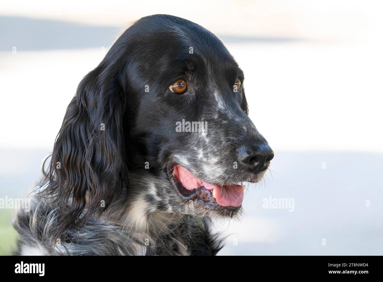 Large Muensterlander, dog (Canis lupus familiaris), hunting dog ...