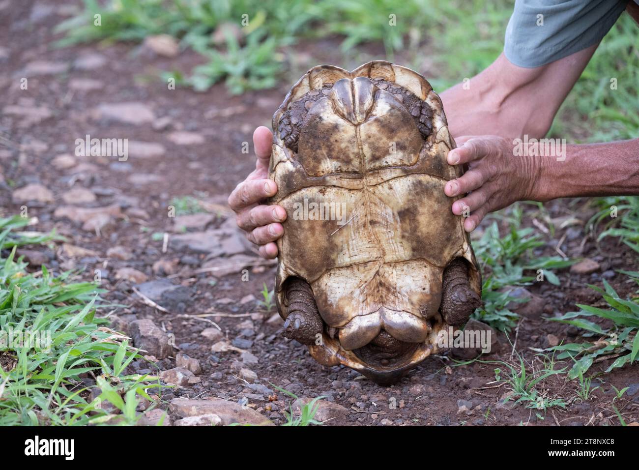 Leopard tortoise (Stigmochelys pardalis), guide showing underside of ...