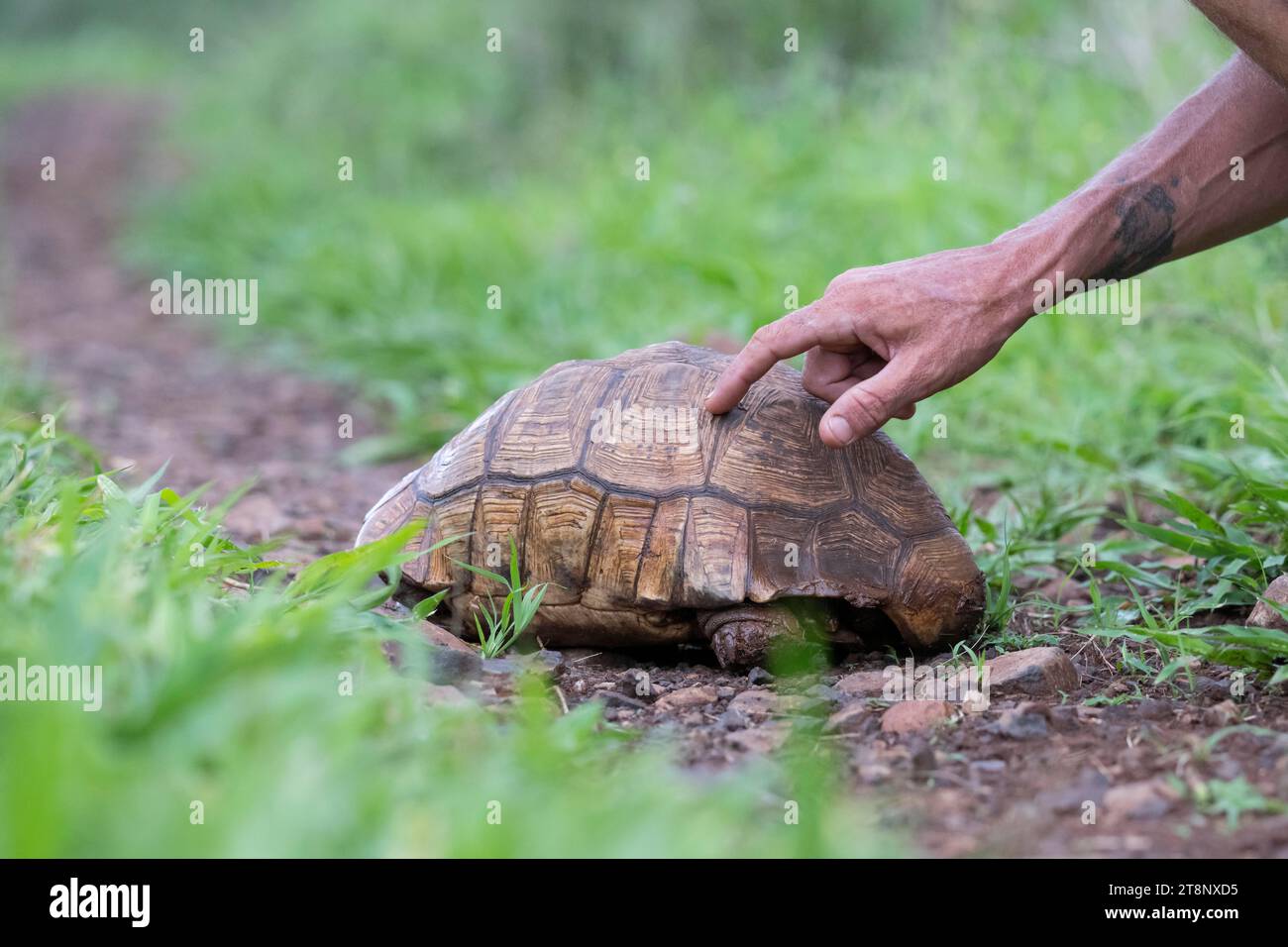 Leopard tortoise (Stigmochelys pardalis), guide showing age ...