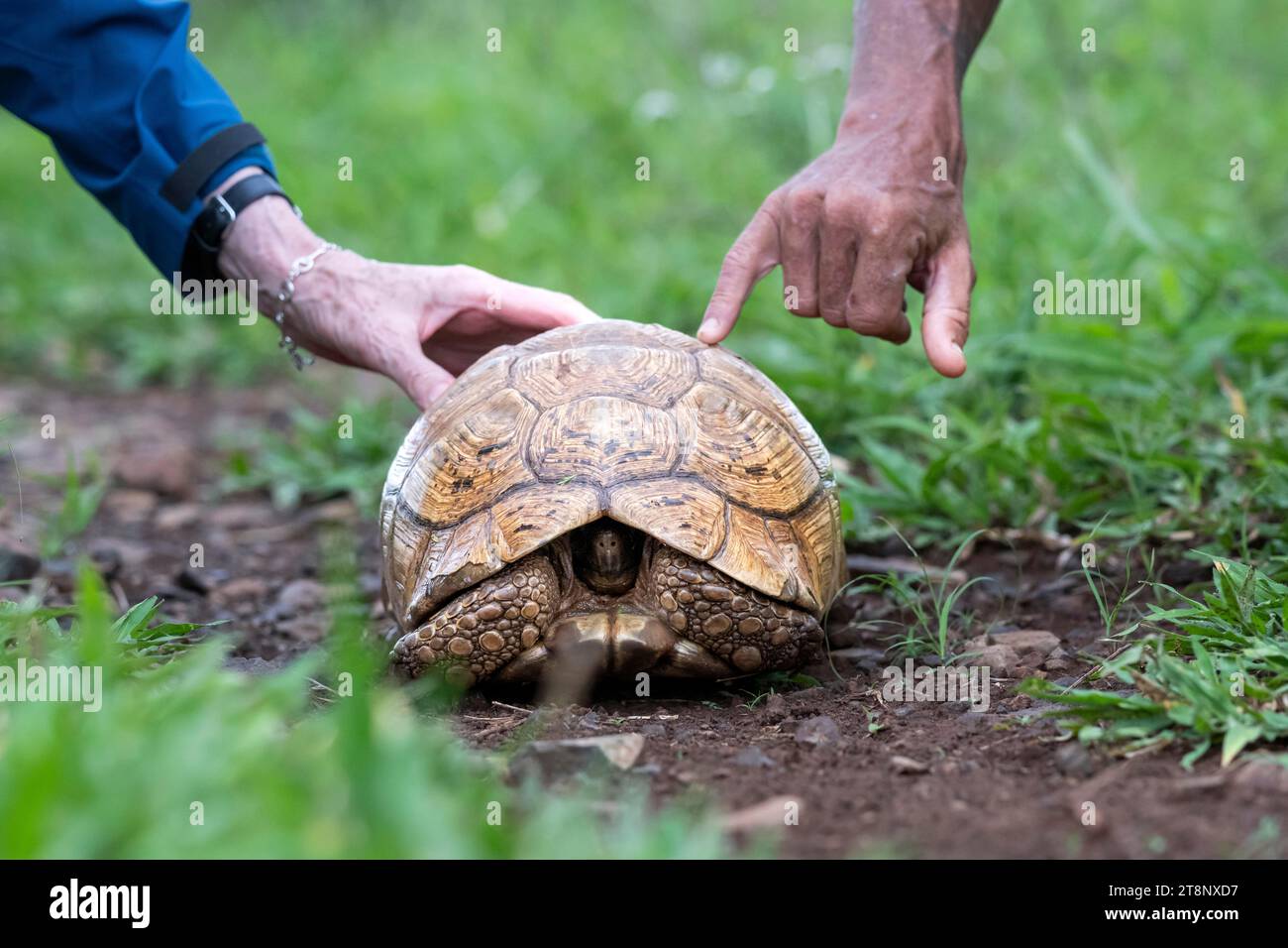 Leopard tortoise (Stigmochelys pardalis), guide showing age ...