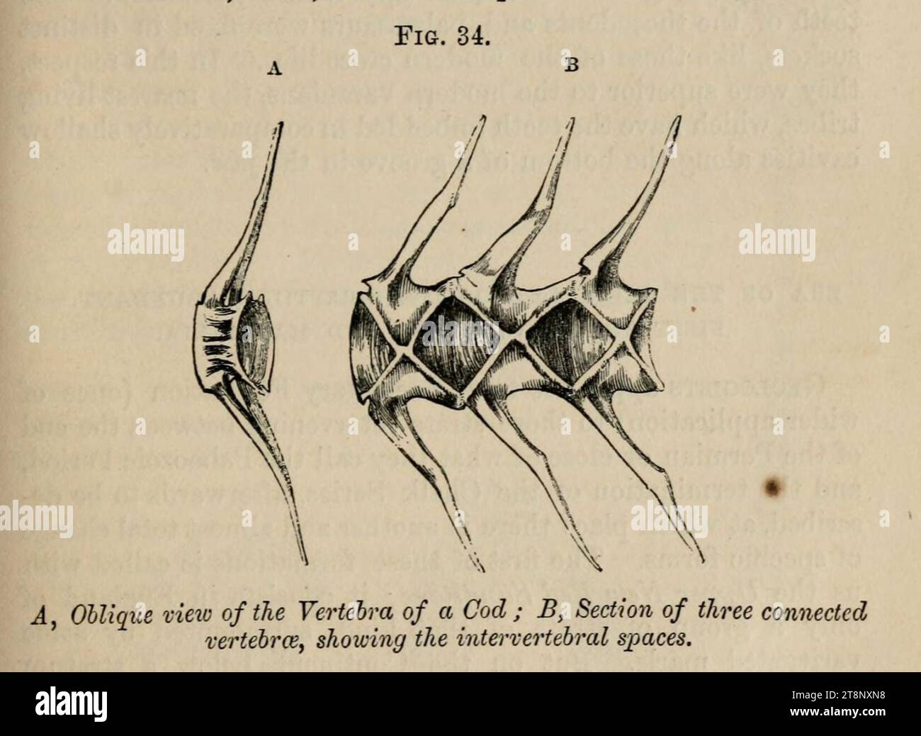 Vestiges 11 fig 34 Cod vertebrae Stock Photo - Alamy