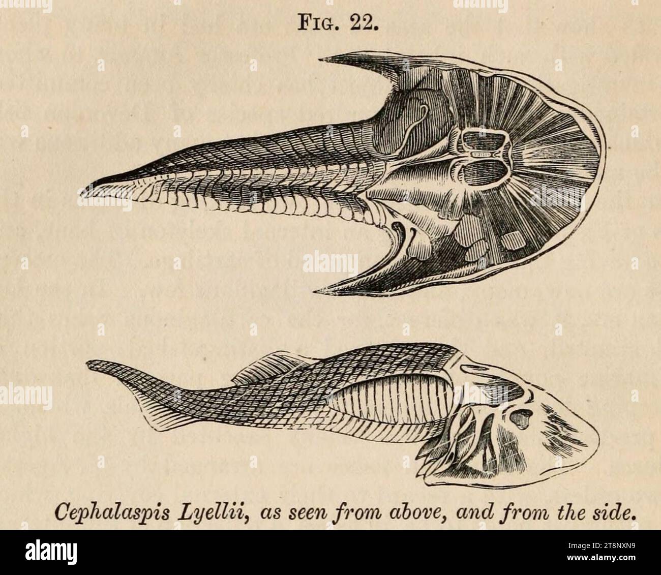 Vestiges 11 fig 22 Cephalaspis Lyelli Stock Photo - Alamy