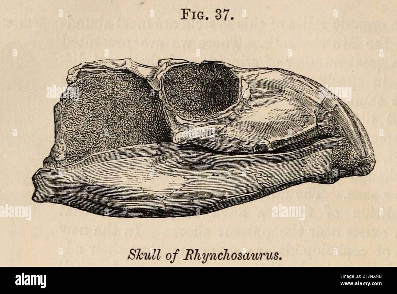 Rhynchosaurus hi-res stock photography and images - Alamy