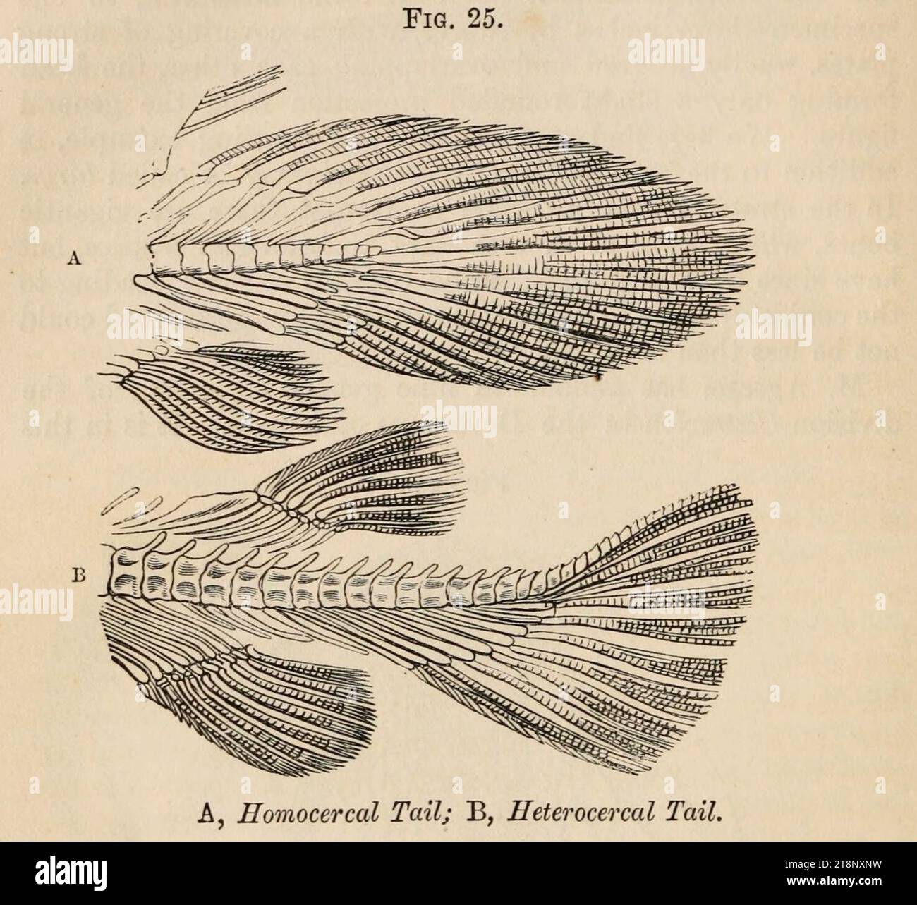 Vestiges 11 fig 25 Homocercal tail Heterocercal tail Stock Photo - Alamy