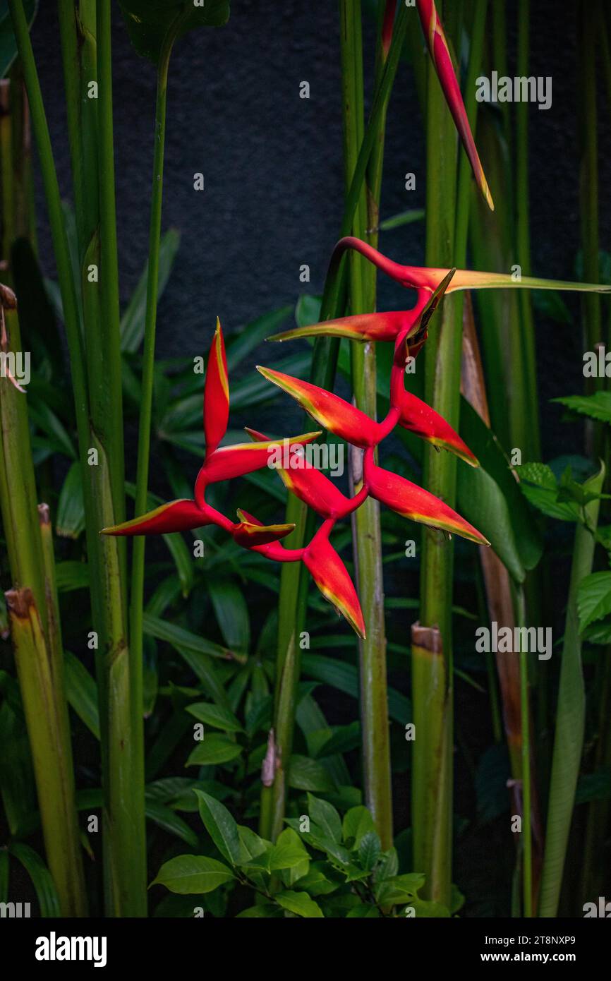 Red, yellow fleshy flower (Heliconia) flower, against a green ...
