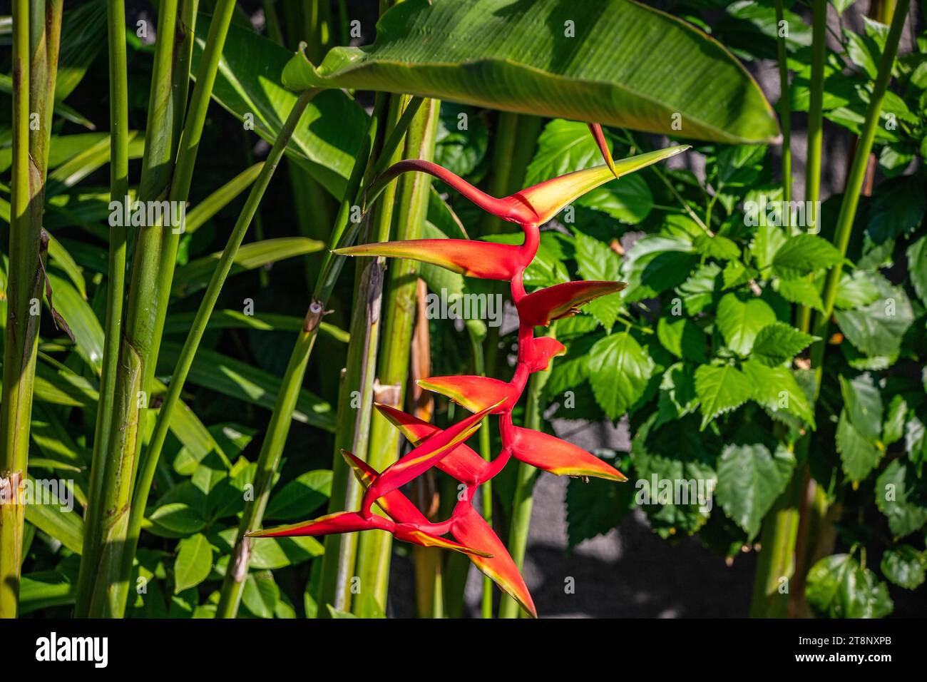 Red, yellow fleshy flower (Heliconia) flower, against a green ...
