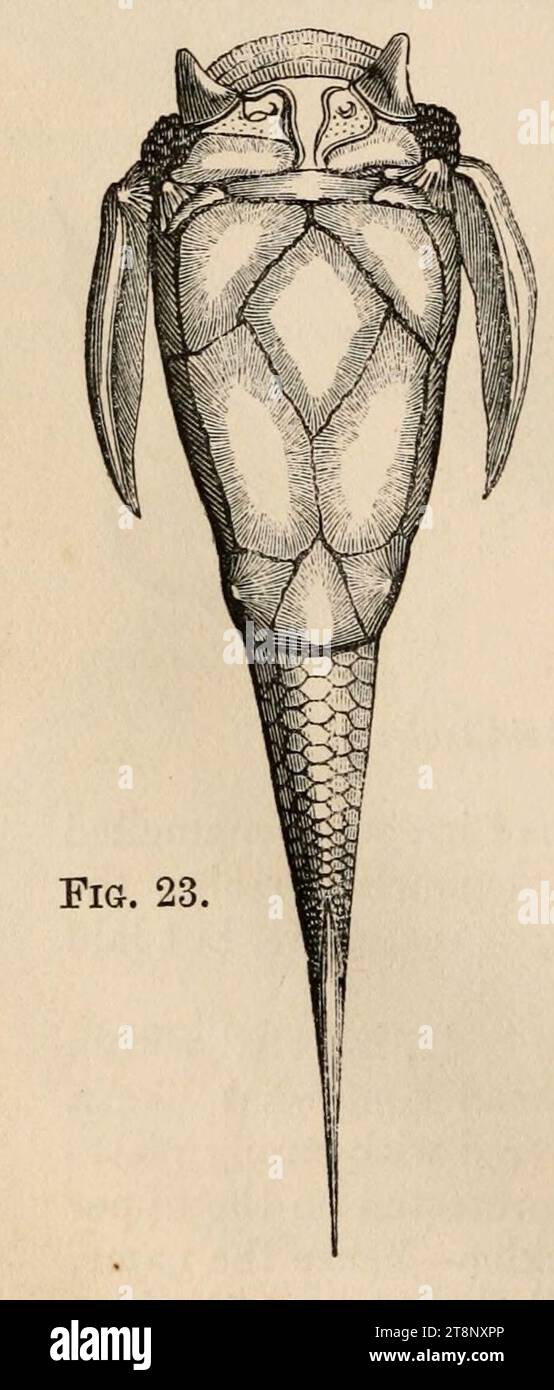 Pterichthys hi-res stock photography and images - Alamy