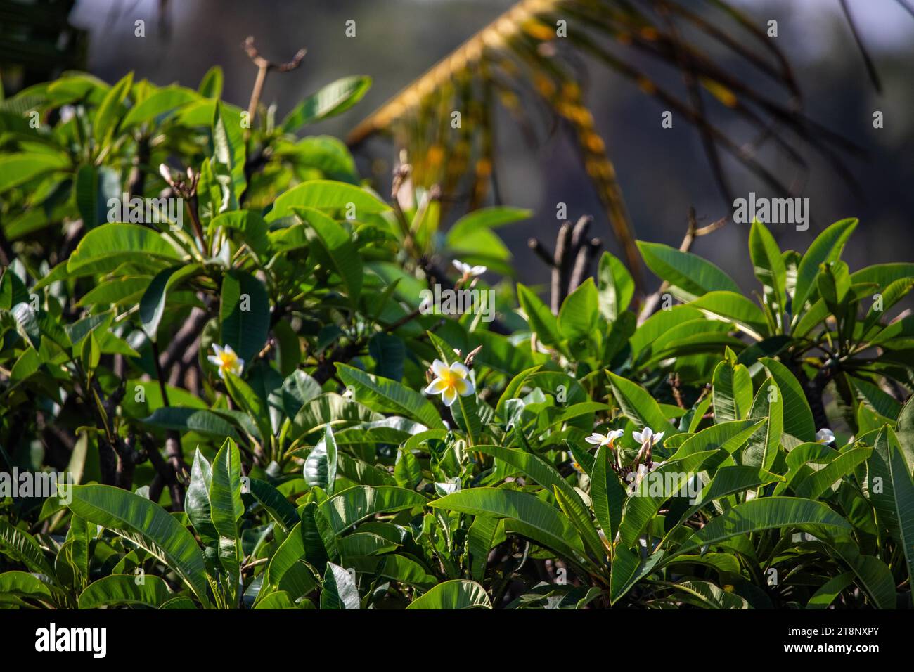 Yellow, white plumeria, frangipani flower umbel on a green tree. Ubud ...