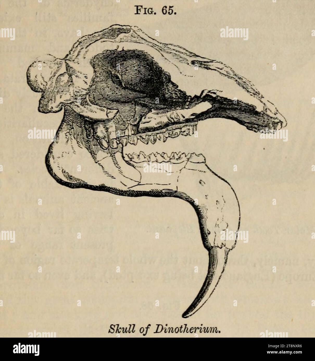 Dinotherium hi-res stock photography and images - Alamy