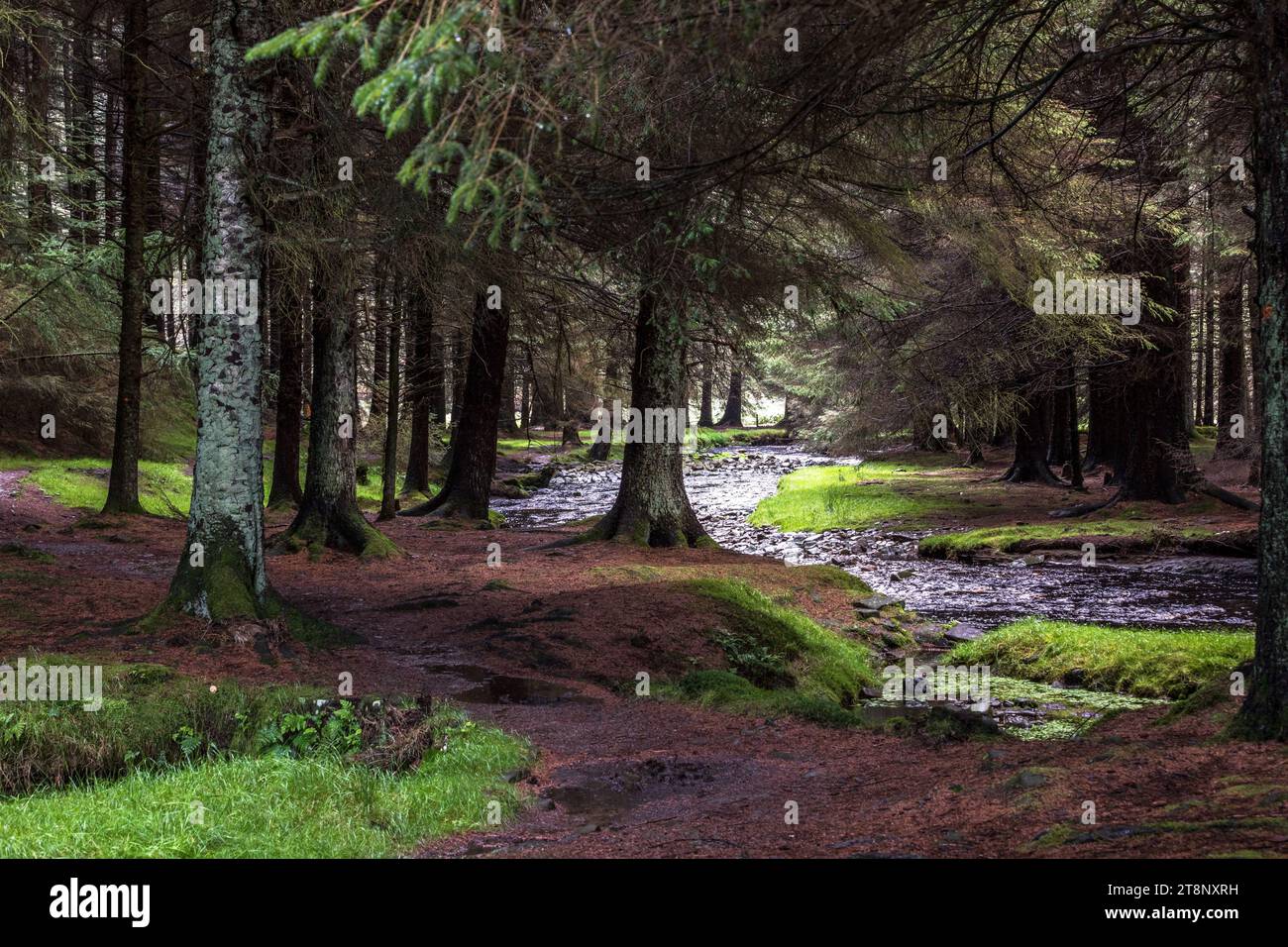 Peak District and wood walk Stock Photo - Alamy