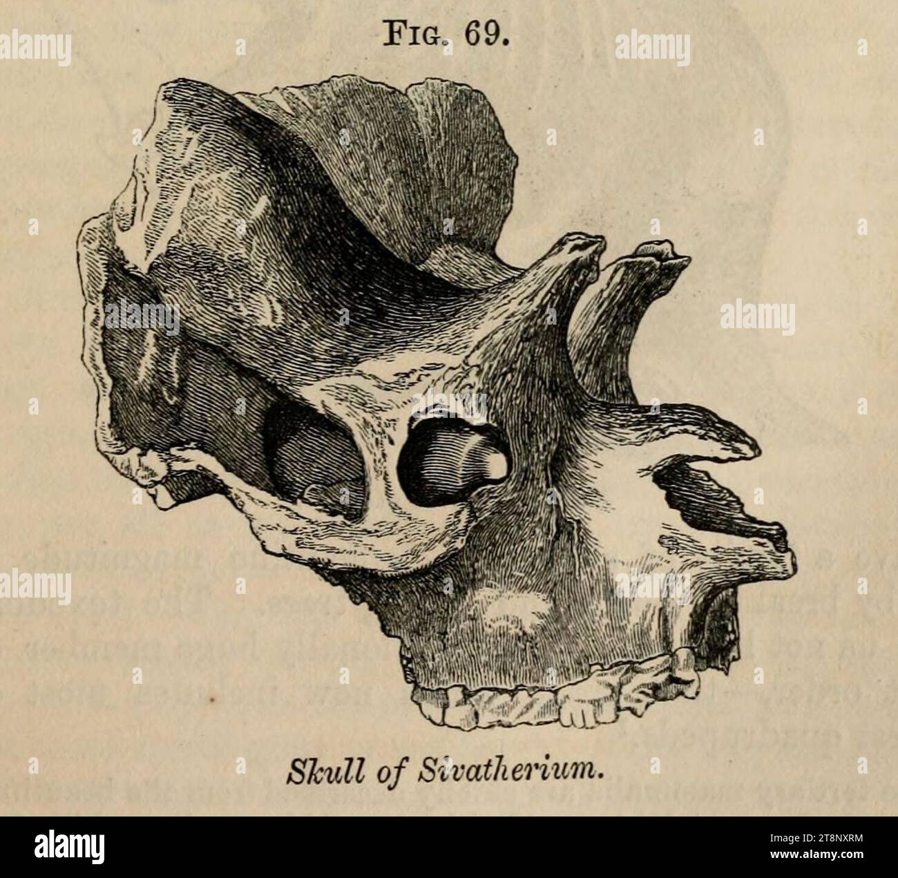 Sivatherium hi-res stock photography and images - Alamy