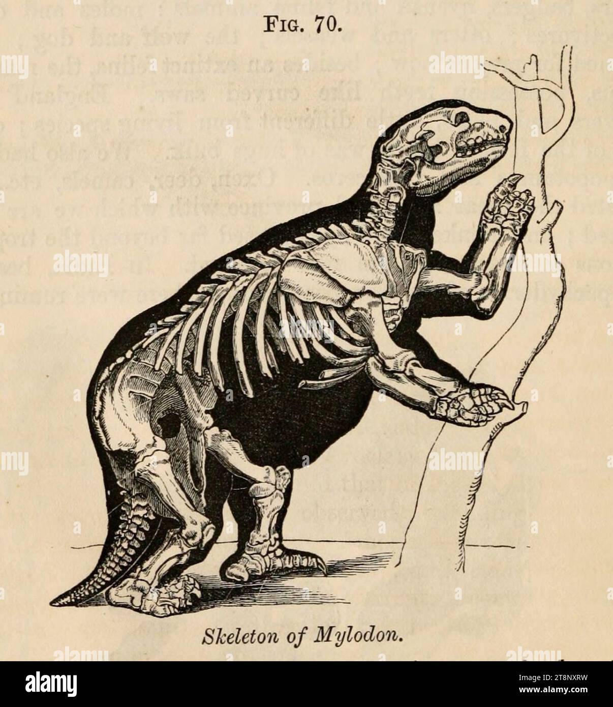 Vestiges 11 fig 70 Mylodon Stock Photo - Alamy