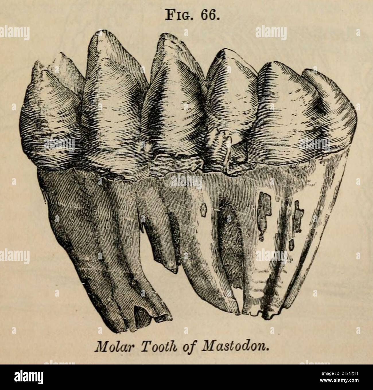 Vestiges 11 fig 66 Mastodon tooth Stock Photo - Alamy