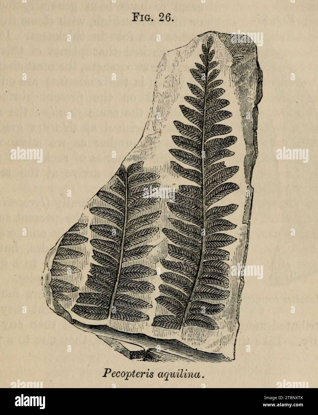 Pecopteris hi-res stock photography and images - Alamy