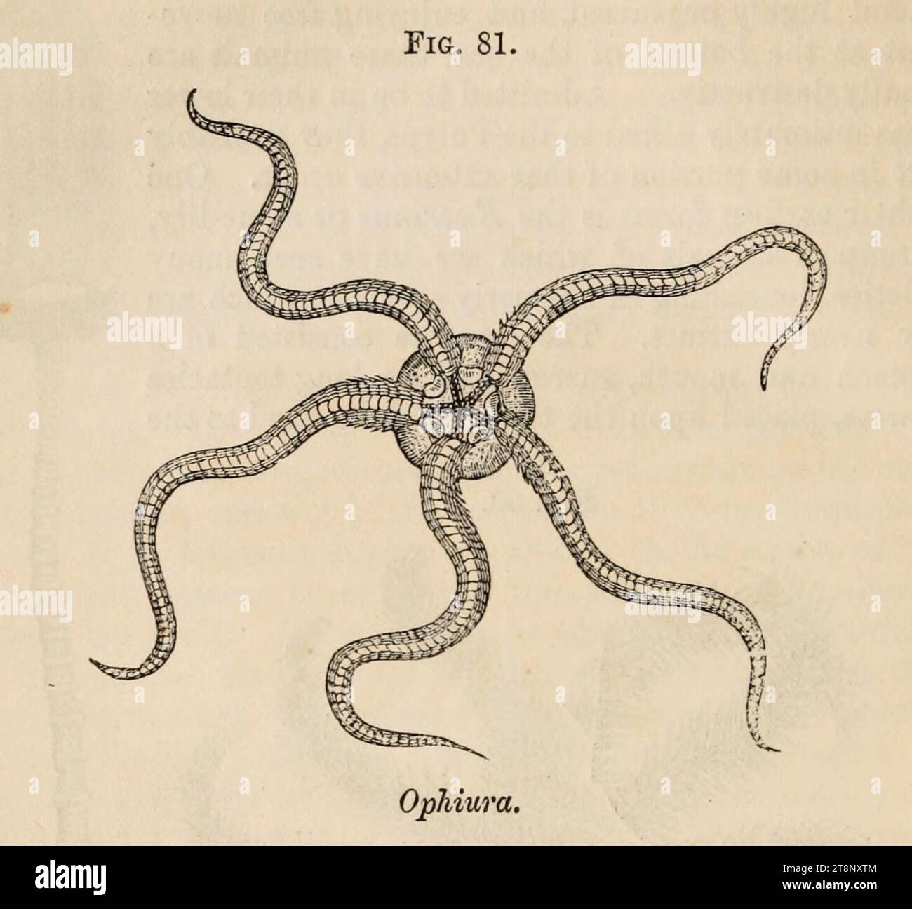 Ophiura hi-res stock photography and images - Alamy