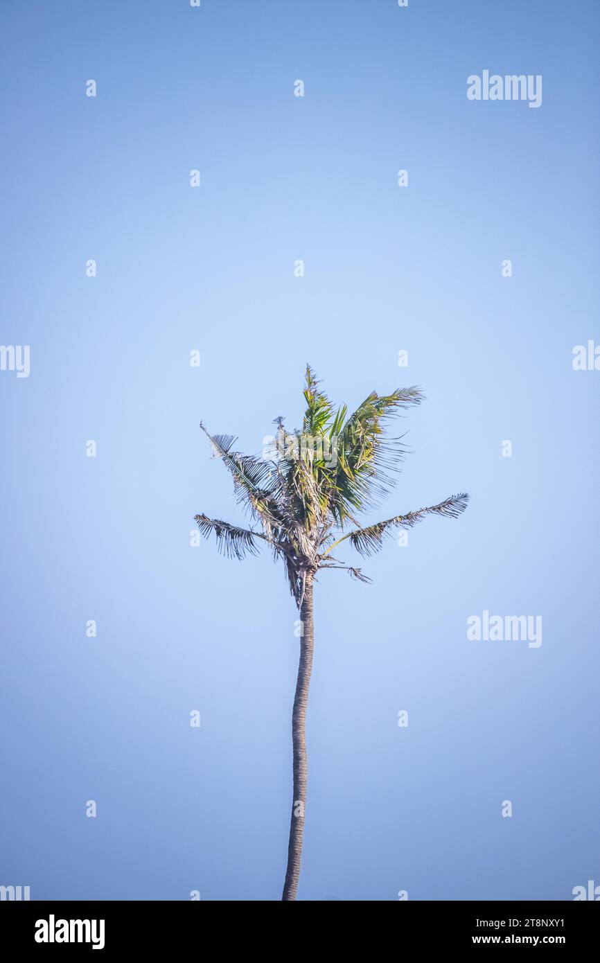 Large palm tree against a blue sky, the tropical plant stands alone ...